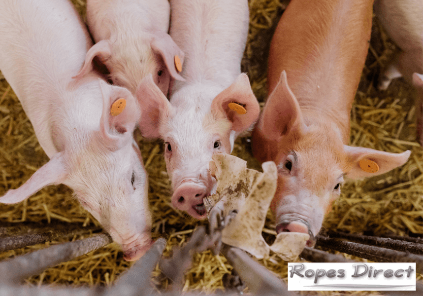 Our sisal rope used as an enrichment toy for pigs | Ropes Direct ...